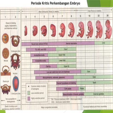 Periode Kritis Perkembangan Embryo .pptx