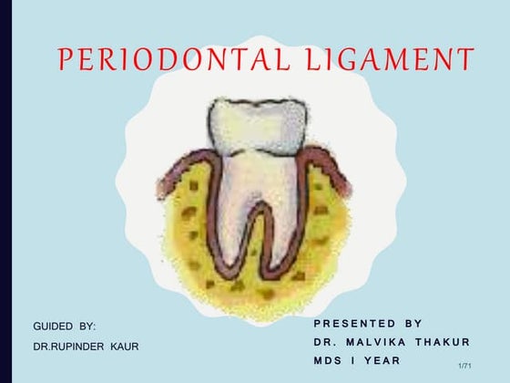 Permanent maxillary molars | PPT