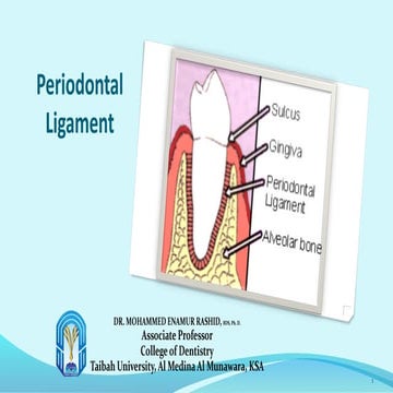 Periodontal ligament | PPTX