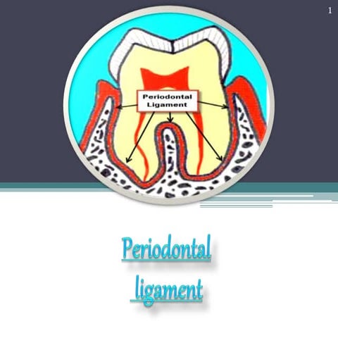 Periodontal ligament.pptx by Dr. Ira Gupta | PPT