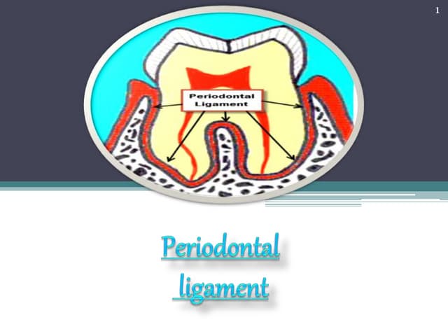 Periodontal ligament : accessory fibers | PPTX | Dental Health ...