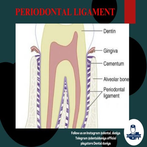 periodontal ligament.pdf