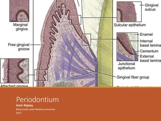 Plaque Indices commonly used in dentistry | PDF