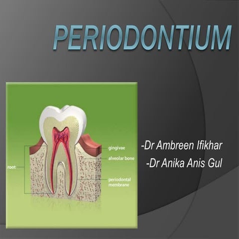 Periodontium | PPTX