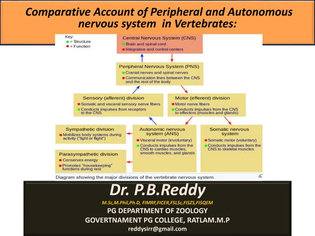 Nervous system of fish; a detailed study | PPTX | Eye and Vision ...