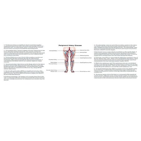 Overview of Common Peripheral Arteries and Their Functions at USA ...