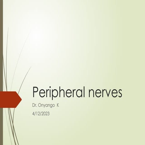 Peripheral Nerves 2024 and their adaptions | PPTX