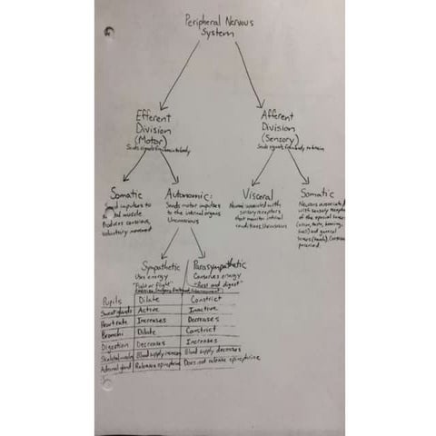 Peripheral nervous sys drawing | PPTX