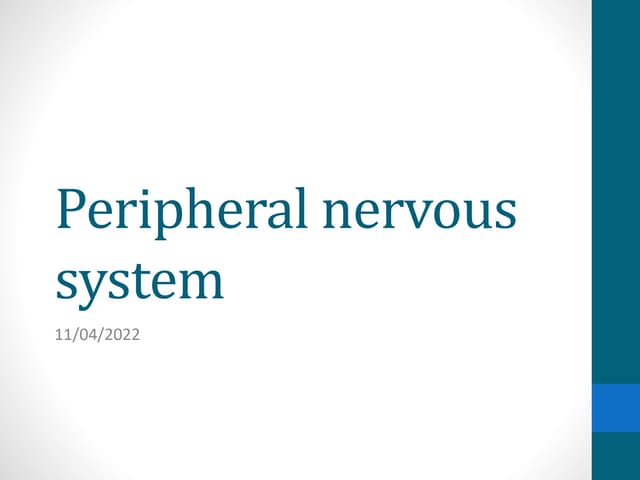 Spinal Nerves in Nervous System in Physiology | PPTX