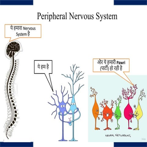 Peripheral nervous system | PPT