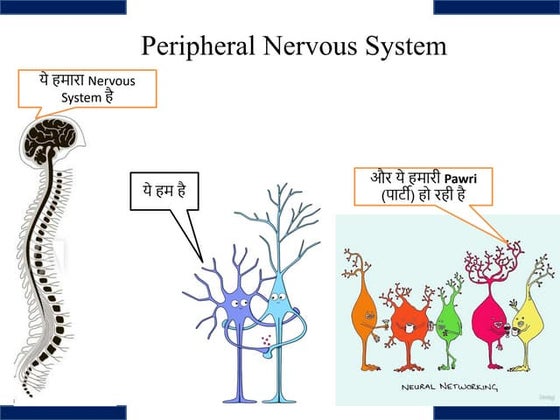 Impulses and Autonomic Nervous System.pptx