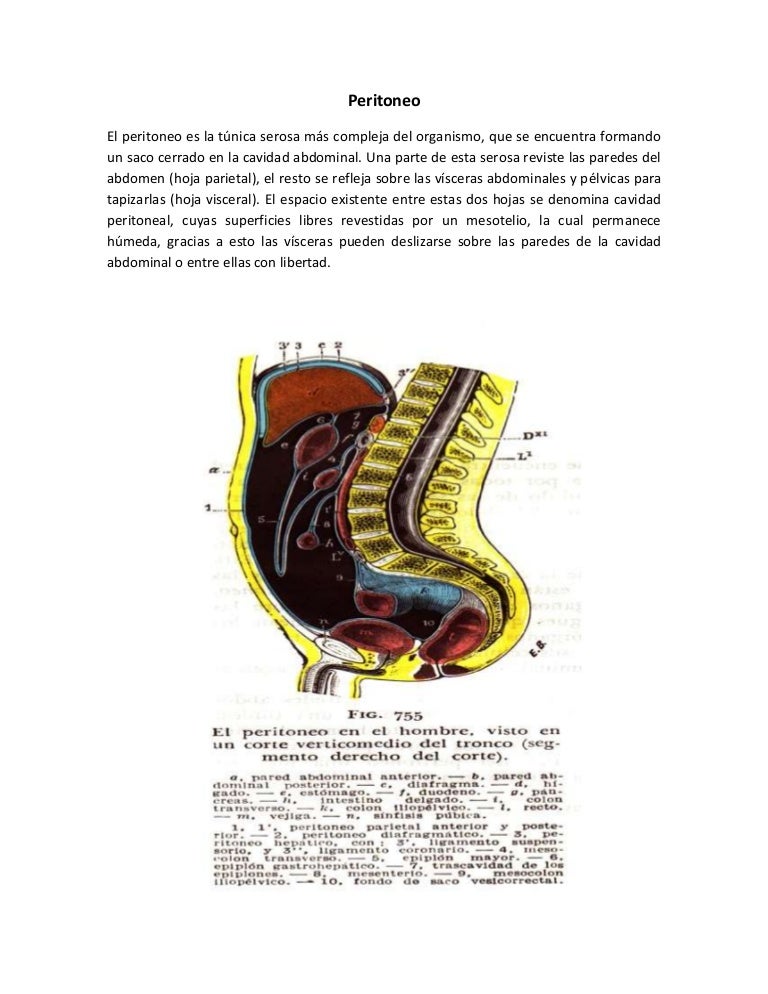 Peritoneo
