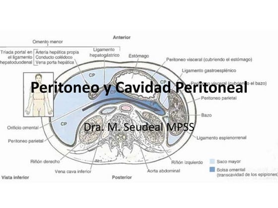 Anatomía - Peritoneo (Mesos, Epiplones, Ligamentos) | PPT