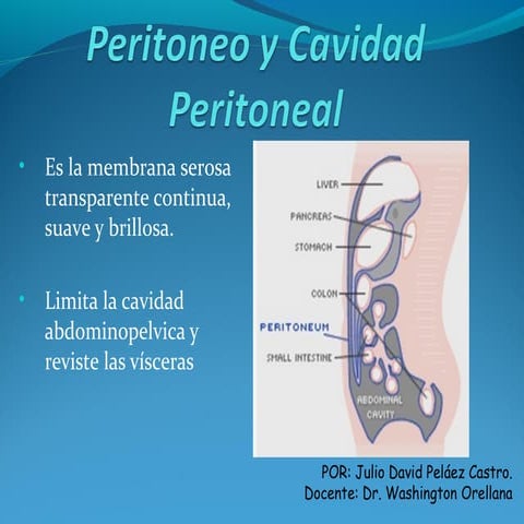 Anatomía Del Peritoneo _ Anatomía del Abdomen – RTVST