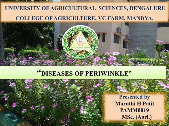 Diseases of rice | PPTX | Agriculture | Industries