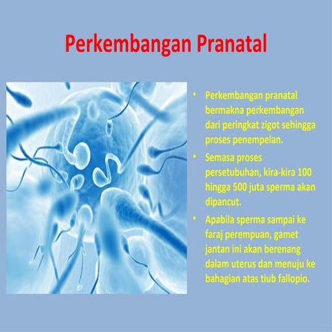 Perkembangan pranatal | PPT