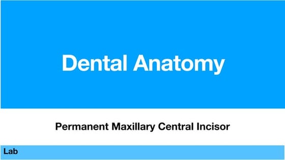 Maxillary central incisor (ORAL ANATOMY) | PPTX | Dental Health ...