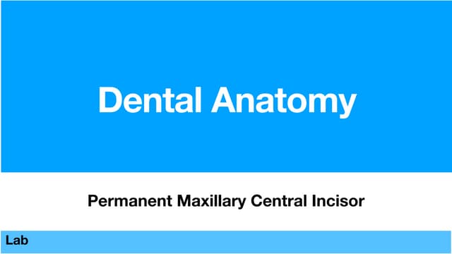 Maxillary central incisor (ORAL ANATOMY) | PPTX