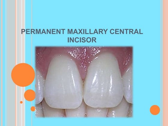 Maxillary central incisor (ORAL ANATOMY) | PPTX | Dental Health ...