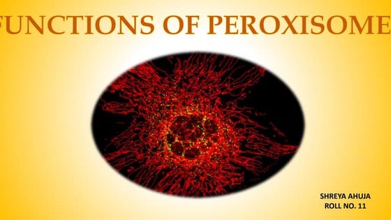 Peroxisome Structure And Function Diagram Of The Formation Of New