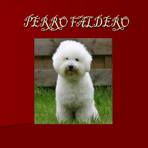Perro faldero | PPS