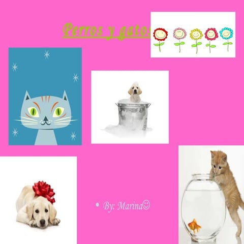 Perros y gatos | PPT