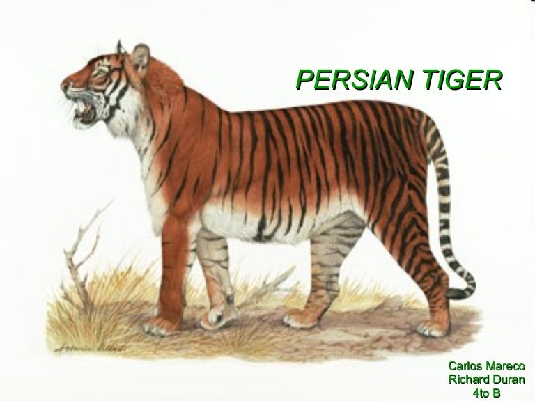Persian tiger