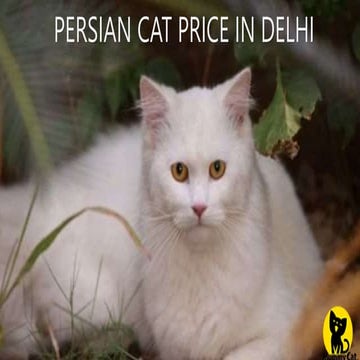 Persian cat price in Delhi.pptx | Cats | Pets