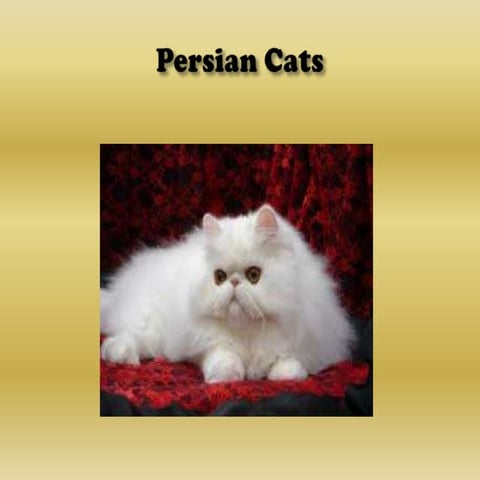 Persian cats | PPTX
