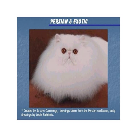 Persians&Exotics Jpeg | PPT