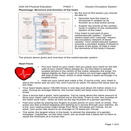 Cardiovascular handout | PDF