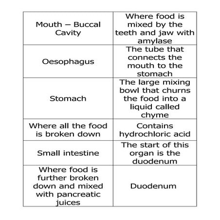 Animal Digestion Quiz | DOC