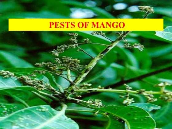 Pest of fruit crop, plantatiin and aromatic crop | PPT