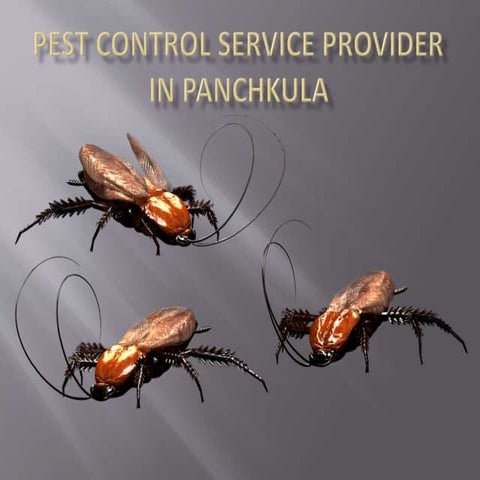 Pest control service provider in panchkula | PPT