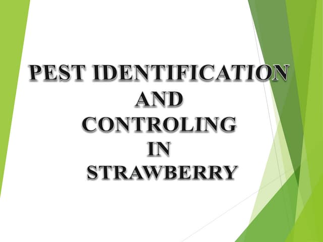 Rice case worm | PPTX | Agriculture | Industries