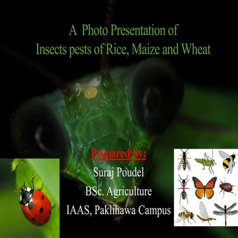 insect pest identification of rice, maize and wheat | PPTX