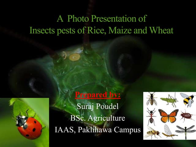Common Insects of Common of Major Crops in the Philippines_2024.docx