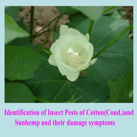 Pest of cotton &sunhemp | PPT