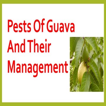PEST OF Guava. | PPTX