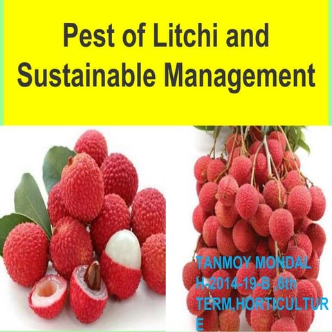 Pest of litchi | PPTX