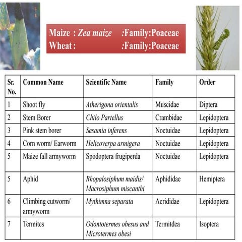 Pest of Maize & Wheat.ppt identification and management of pest | PPT