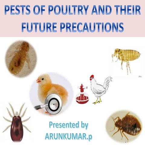 Pest of poultry and their future precautions | PPTX