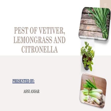 pest of vetiver, citronella and lemongrass.pptx