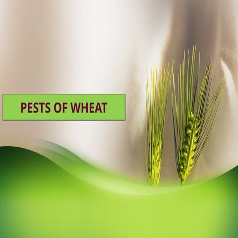 Pests of wheat | PPTX