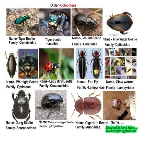 insects of different order .. | PPT