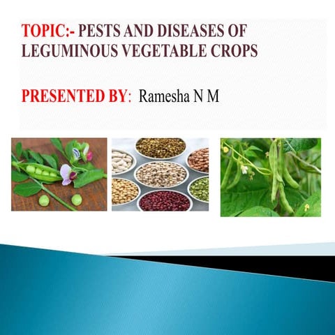 PESTS AND DISEASES OF LEGUMINOUS VEGETABLE CROPS.pptx