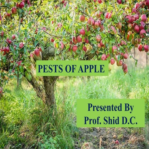 Pests of Apple, Fig, Ber, Aonla, their Damage Symptoms and Management ...
