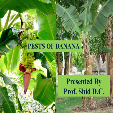 Pests of Banana and Papaya, Damage symptoms and Management practices .pptx