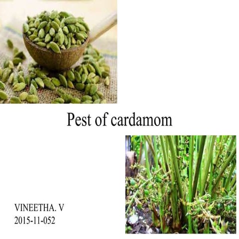 Pests of Cardamom.ppt