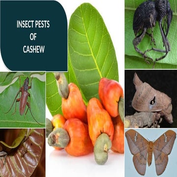 Pests of Cashew & their management .pptx